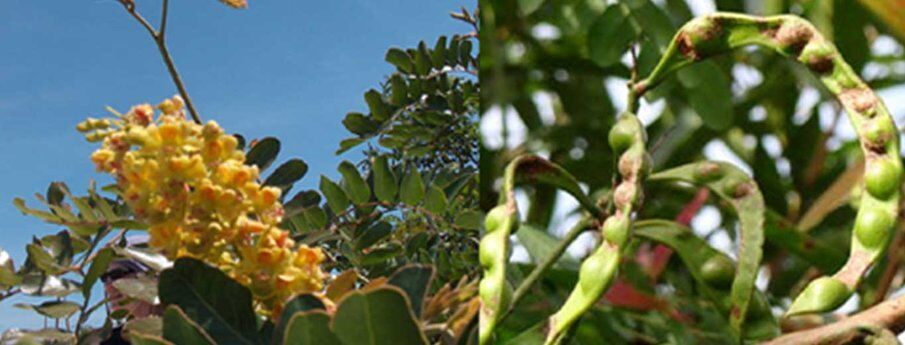 SEPPIC amplía su gama de polímeros naturales con SOLAGUM TARA ...